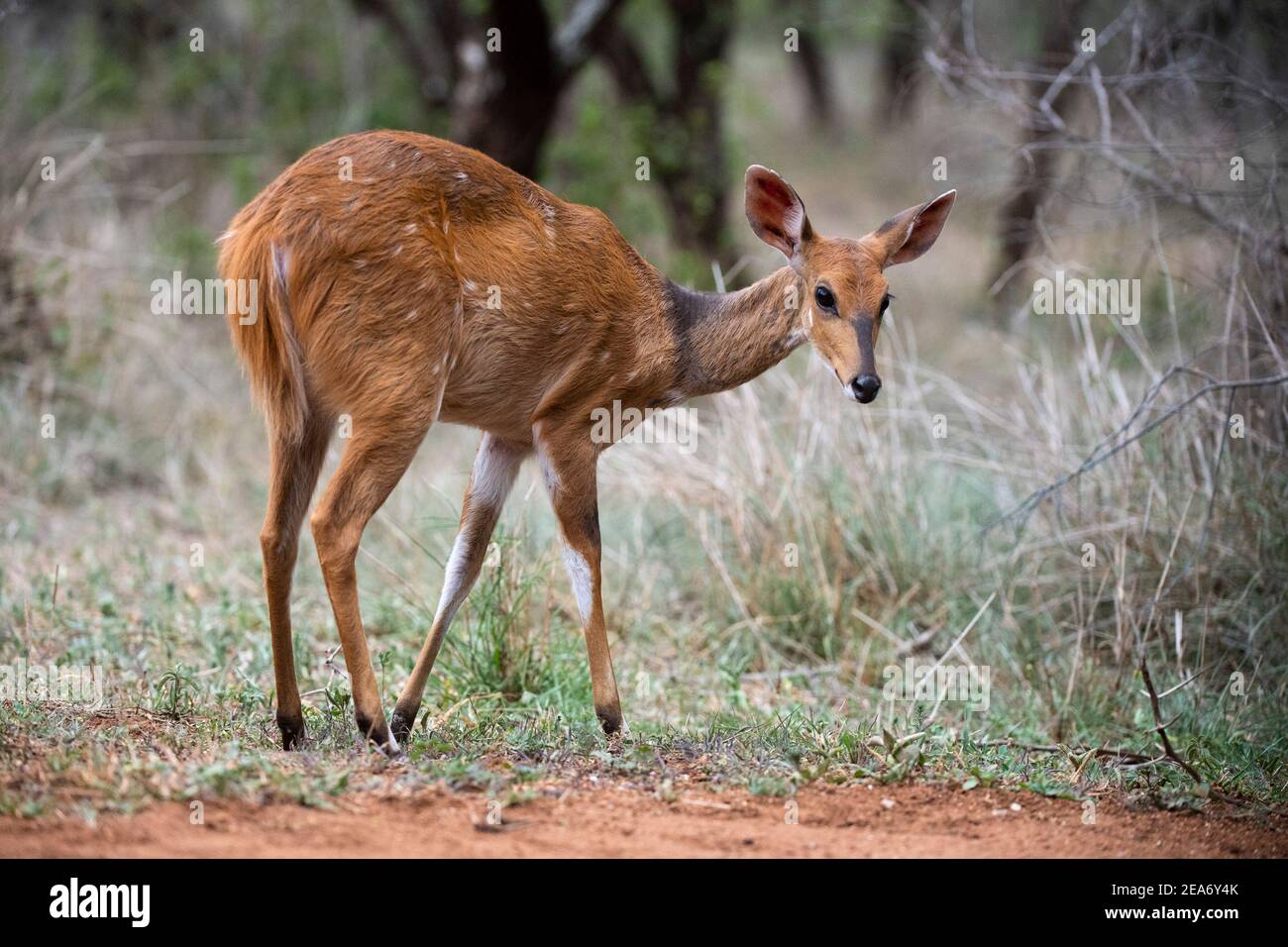 Bushbuck, Tragelaphus scriptus, Kruger National Park, South Africa ...