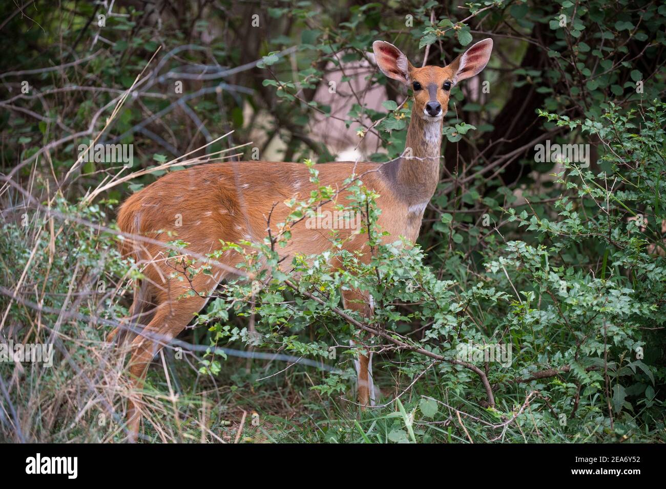 Bushbuck, Tragelaphus scriptus, Kruger National Park, South Africa ...