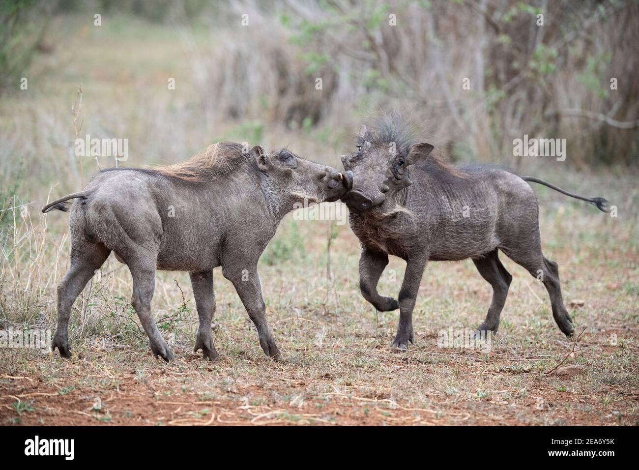 Warthogs fighting hi-res stock photography and images - Alamy