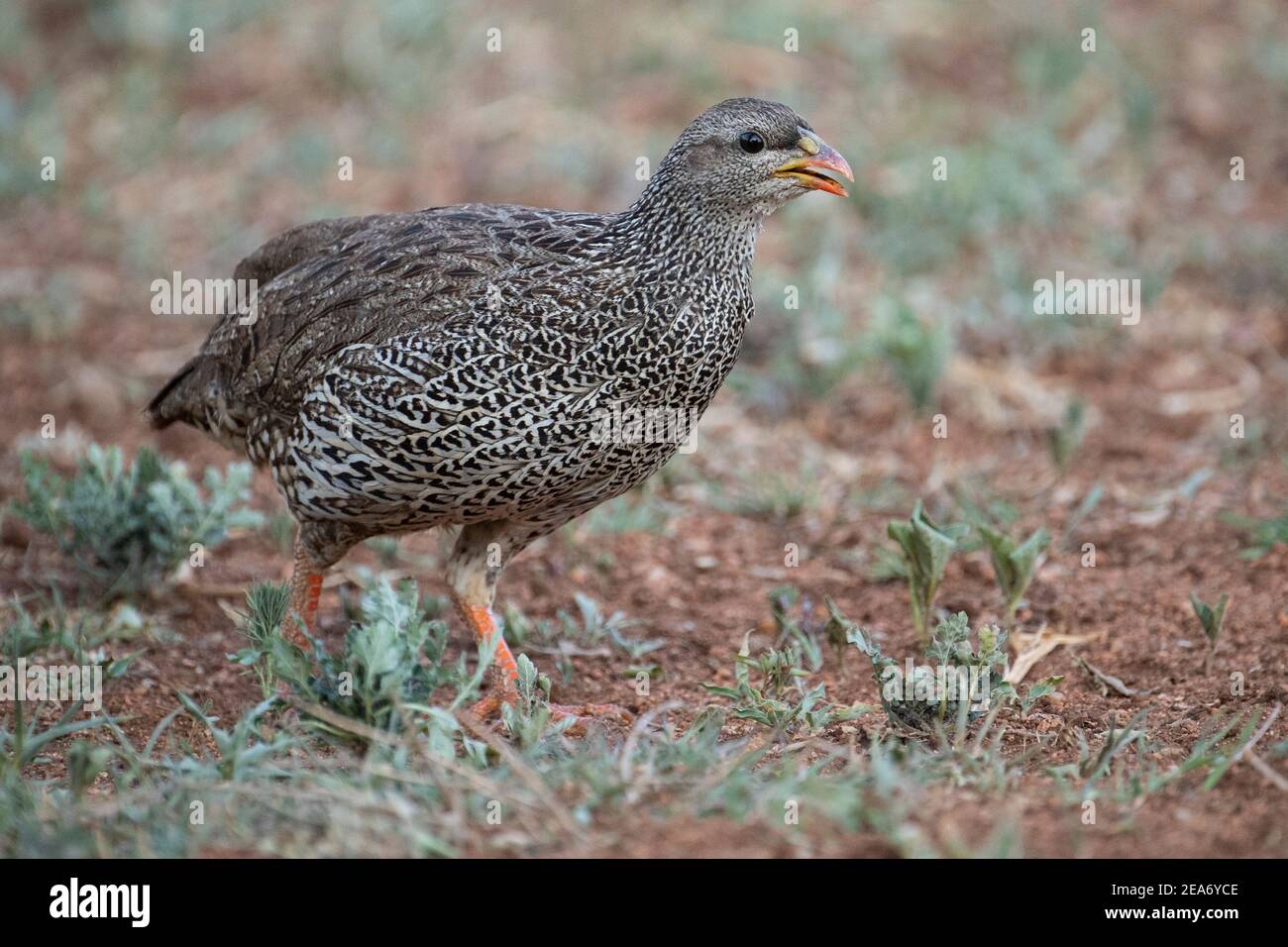 Natal spurfowl, Pternistis natalensis, Kruger National Park, South ...