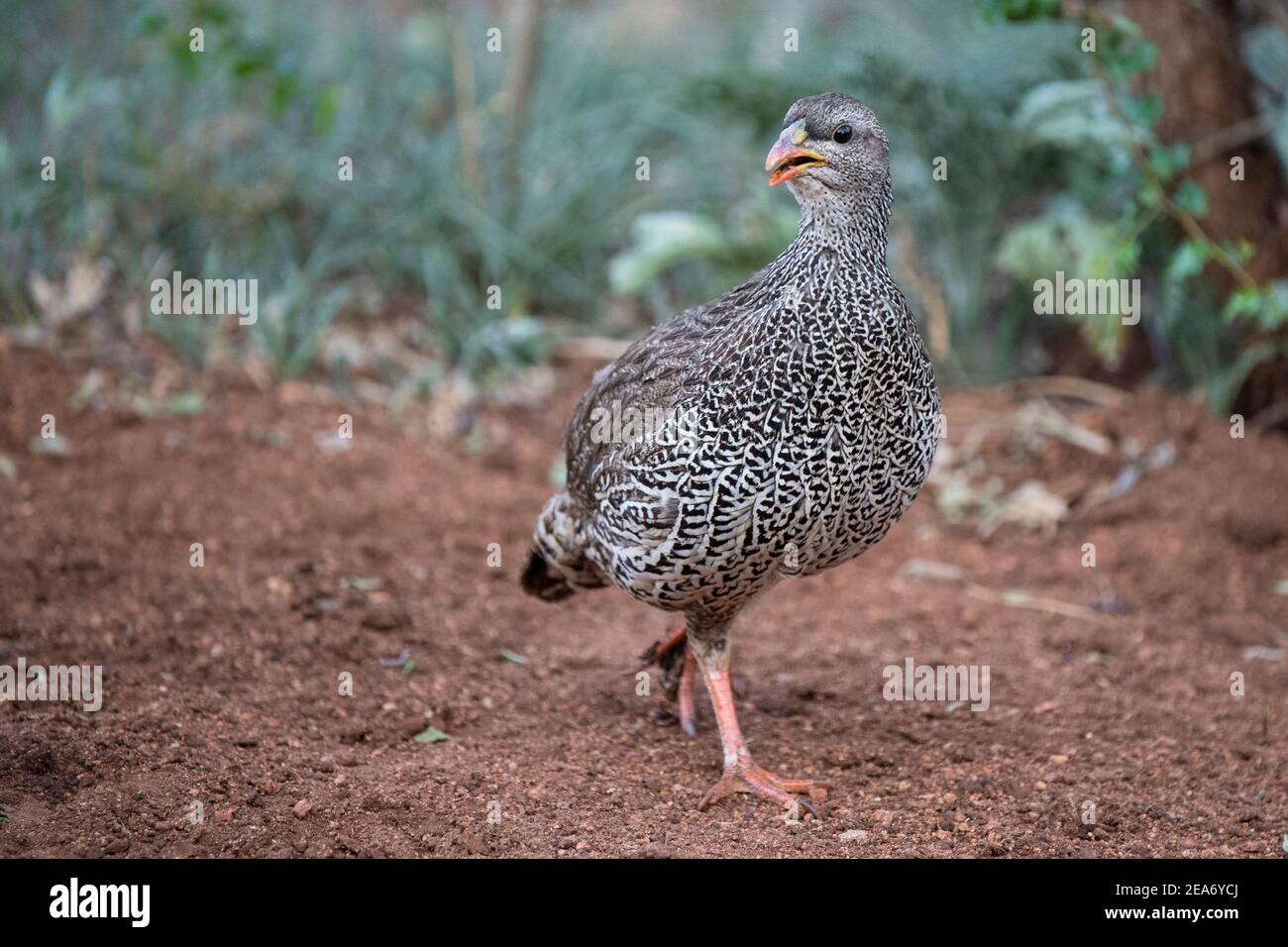 Natal spurfowl, Pternistis natalensis, Kruger National Park, South ...