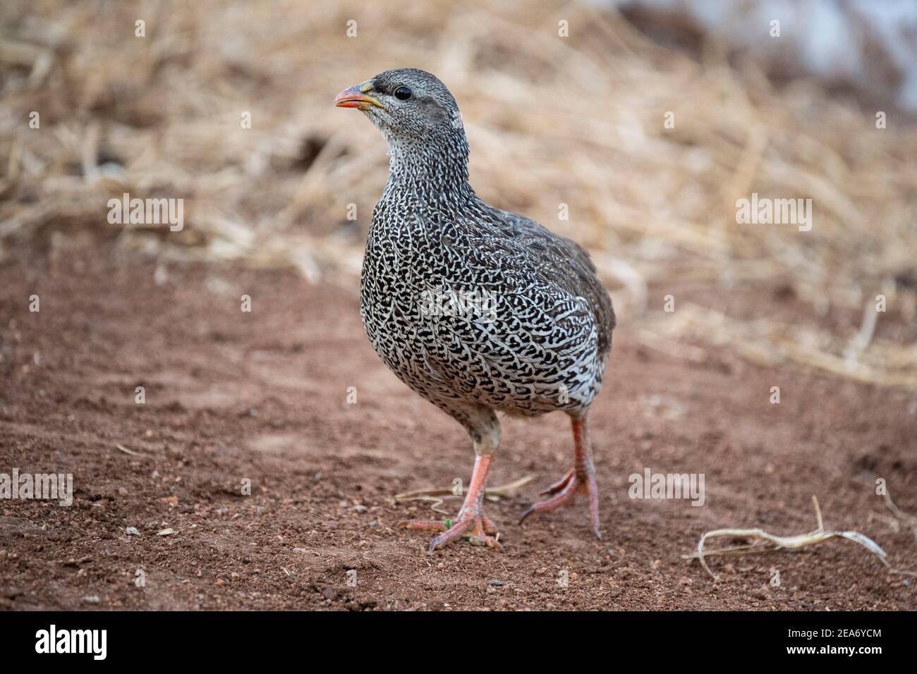 Natal francolin pternistis natalensis hi-res stock photography and ...