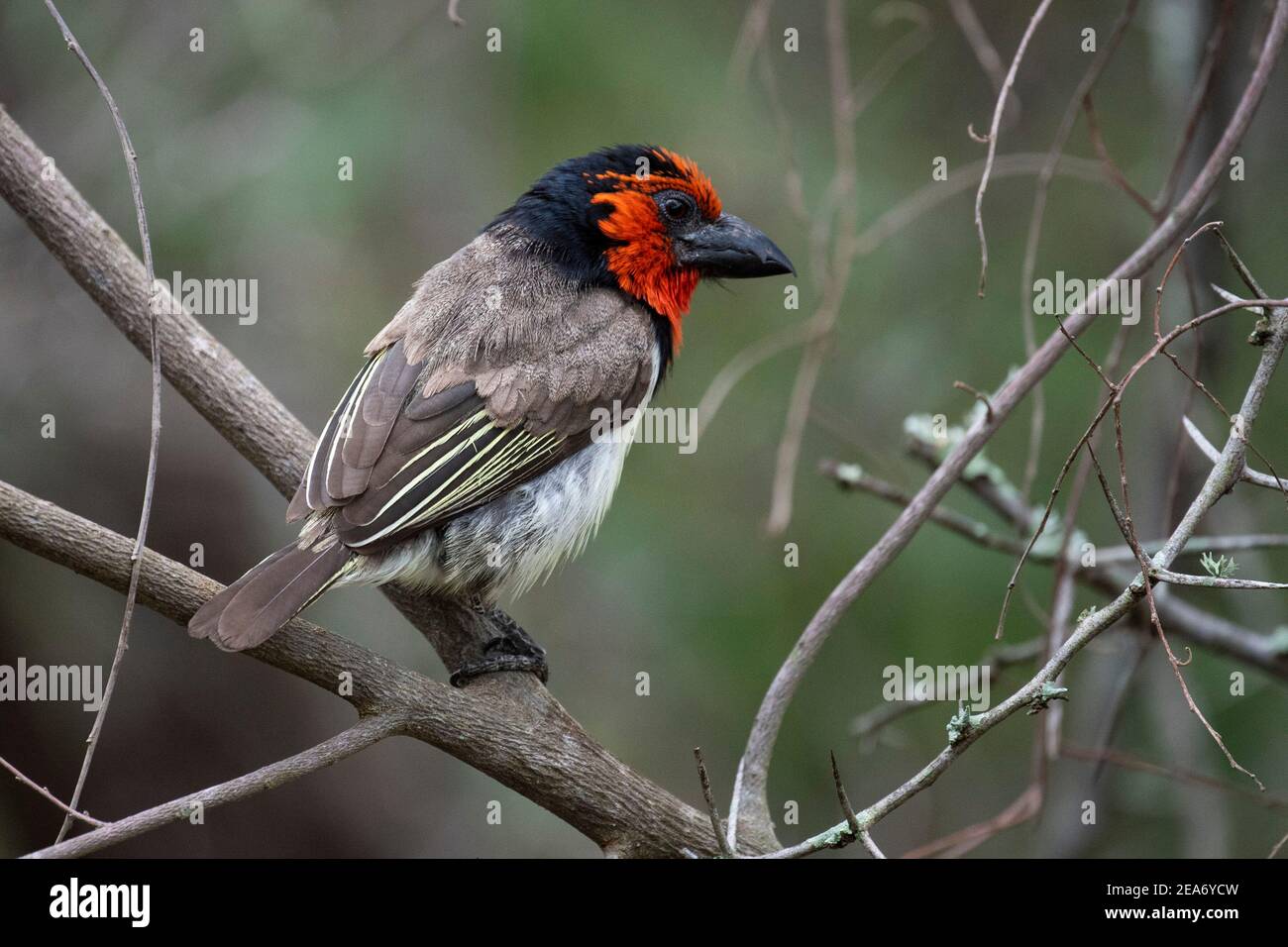 Black-collared barbet, Lybius torquatus, Kruger National Park, South ...
