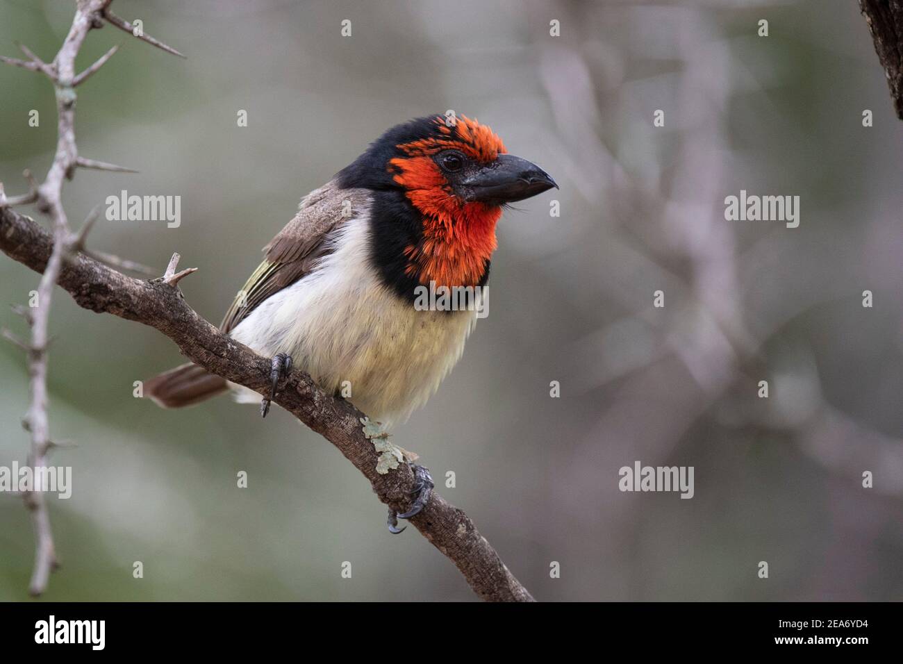 Black-collared barbet, Lybius torquatus, Kruger National Park, South ...