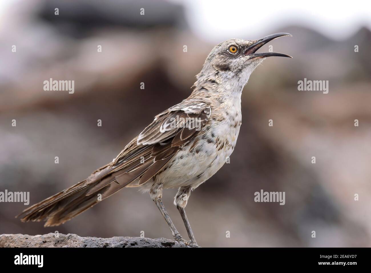 Espanola Mockingbird or Hood mockingbird, Mimus macdonaldi, adult ...