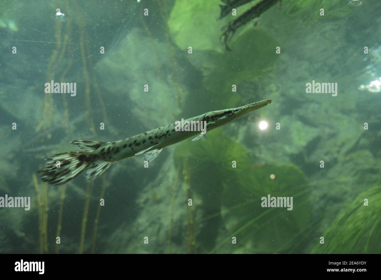 Lepisosteus hi-res stock photography and images - Alamy