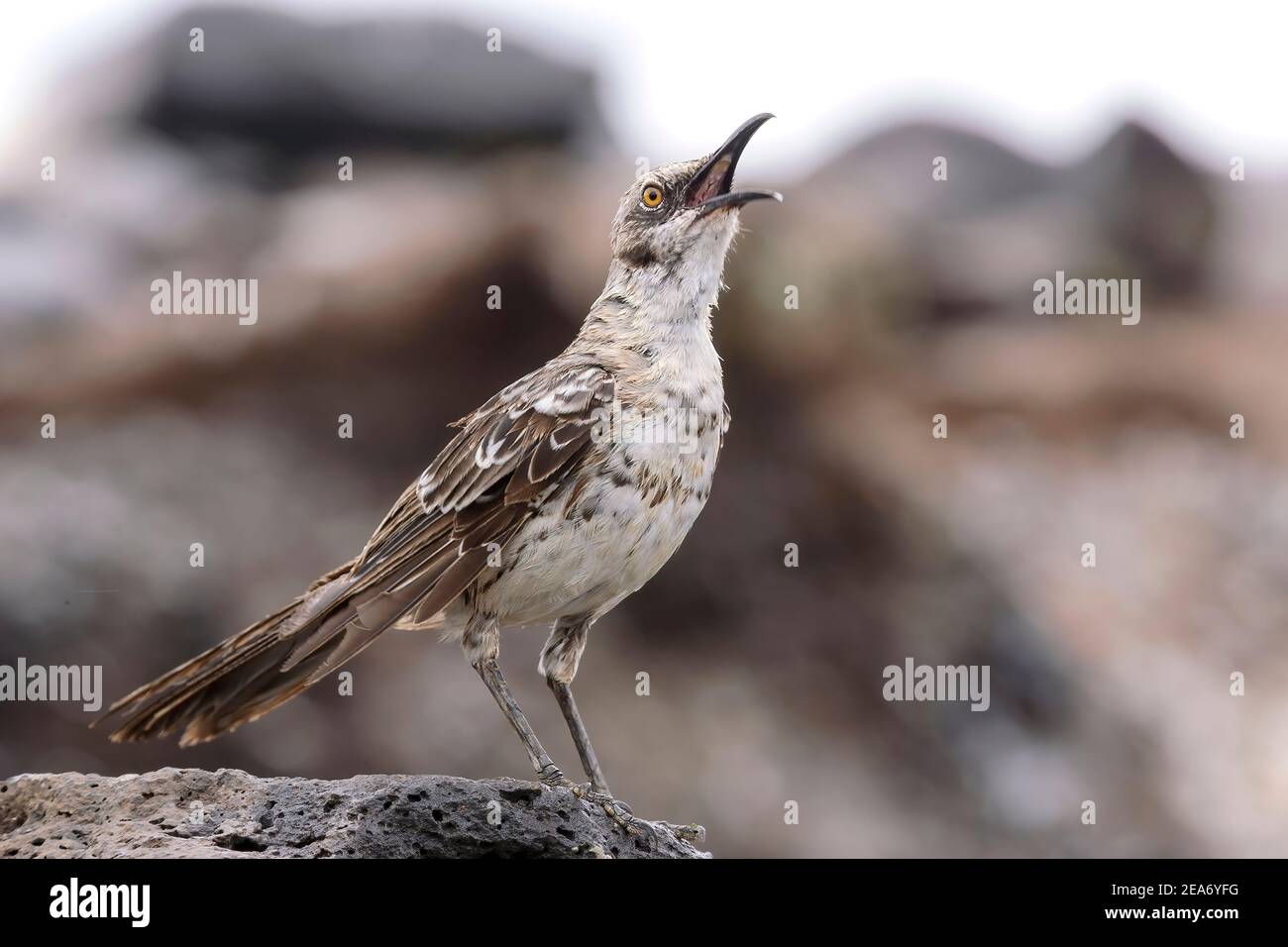 Espanola Mockingbird or Hood mockingbird, Mimus macdonaldi, adult ...