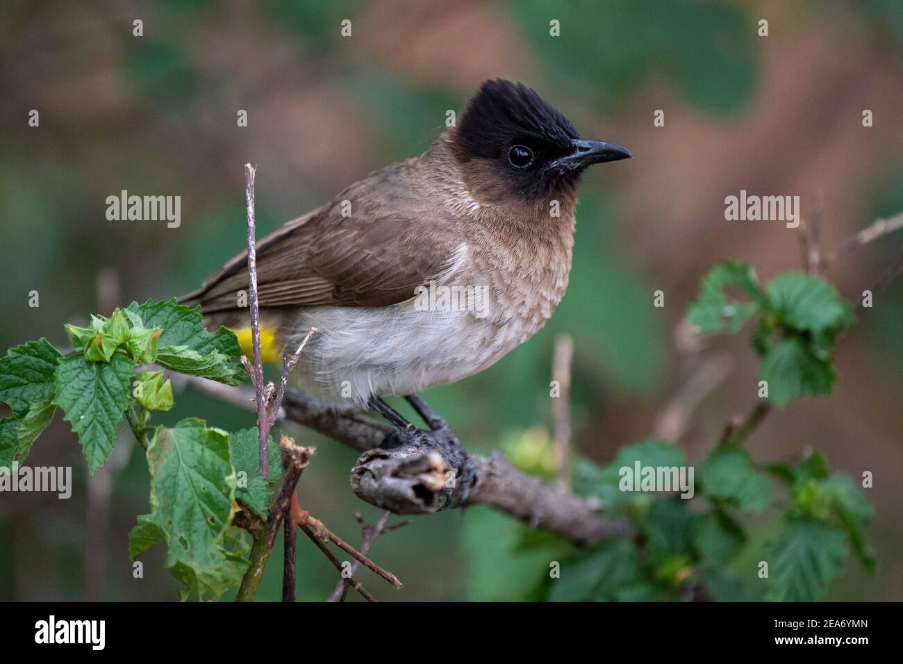 Common bulbul, Pycnonotus barbatus, Kruger National Park, South Africa ...