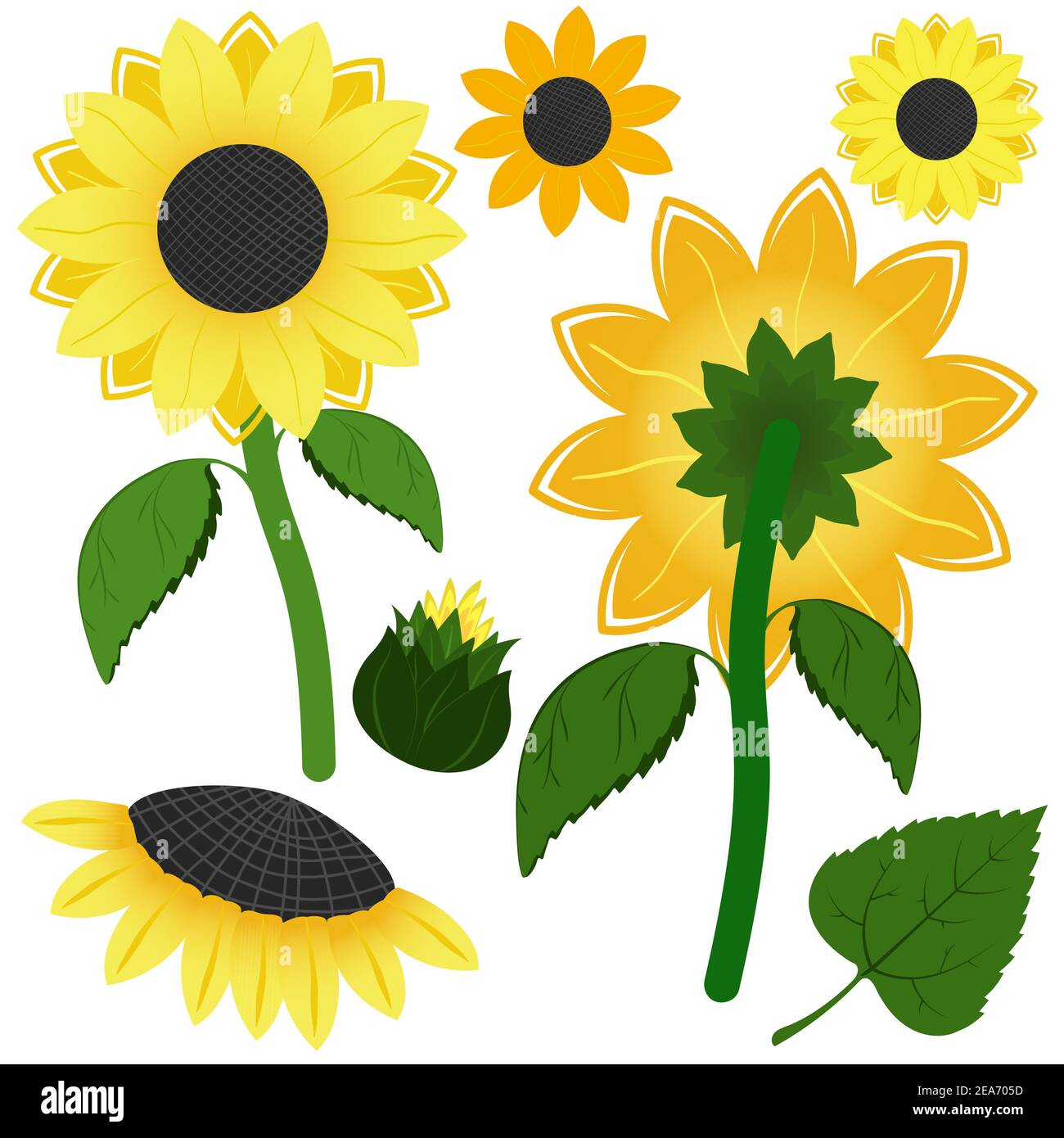 Shiny yellow sunflower element set Stock Vector Image & Art - Alamy
