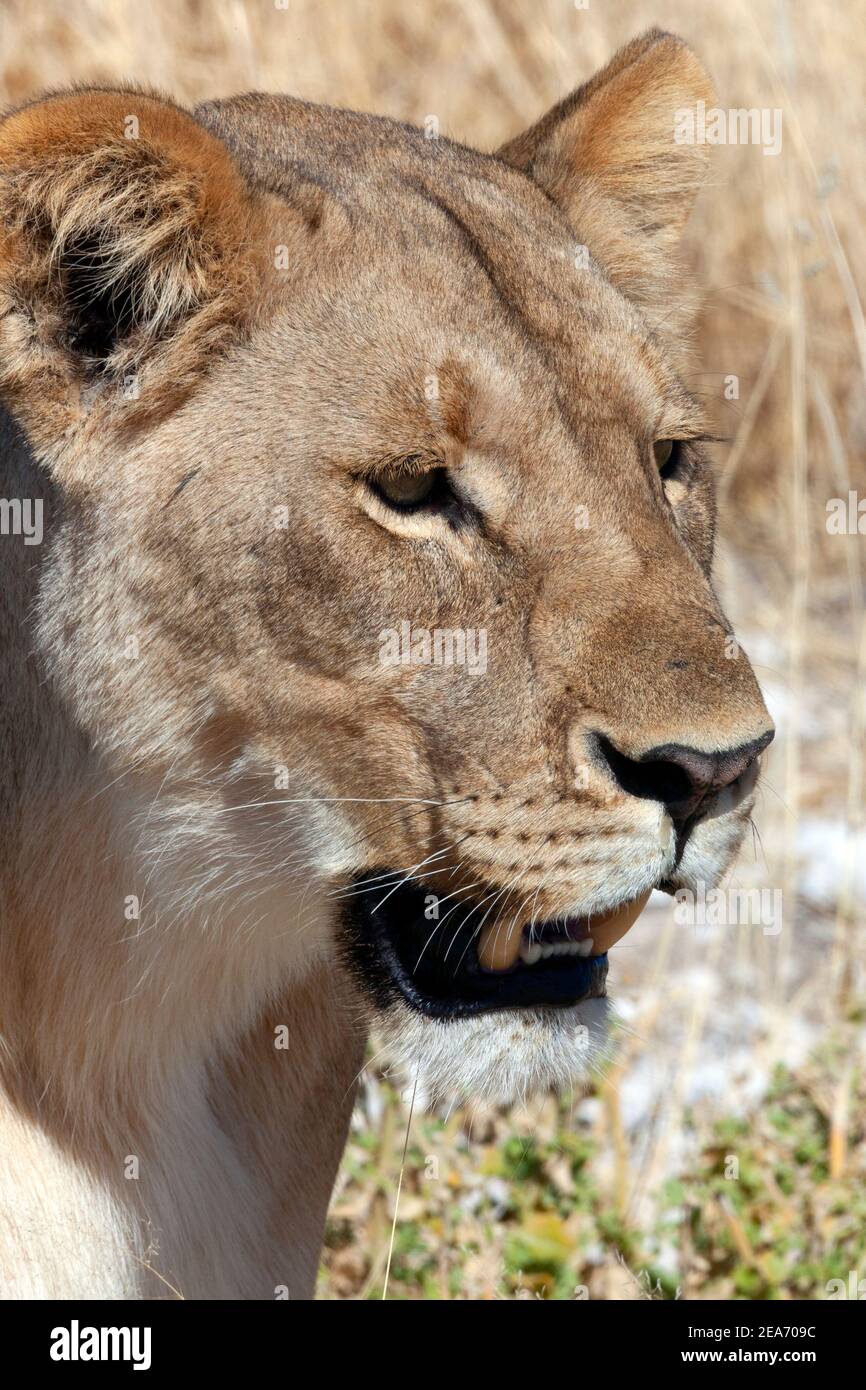 Lioness (Panthera leo) in Etosha National Park in Namibia, Africa Stock ...