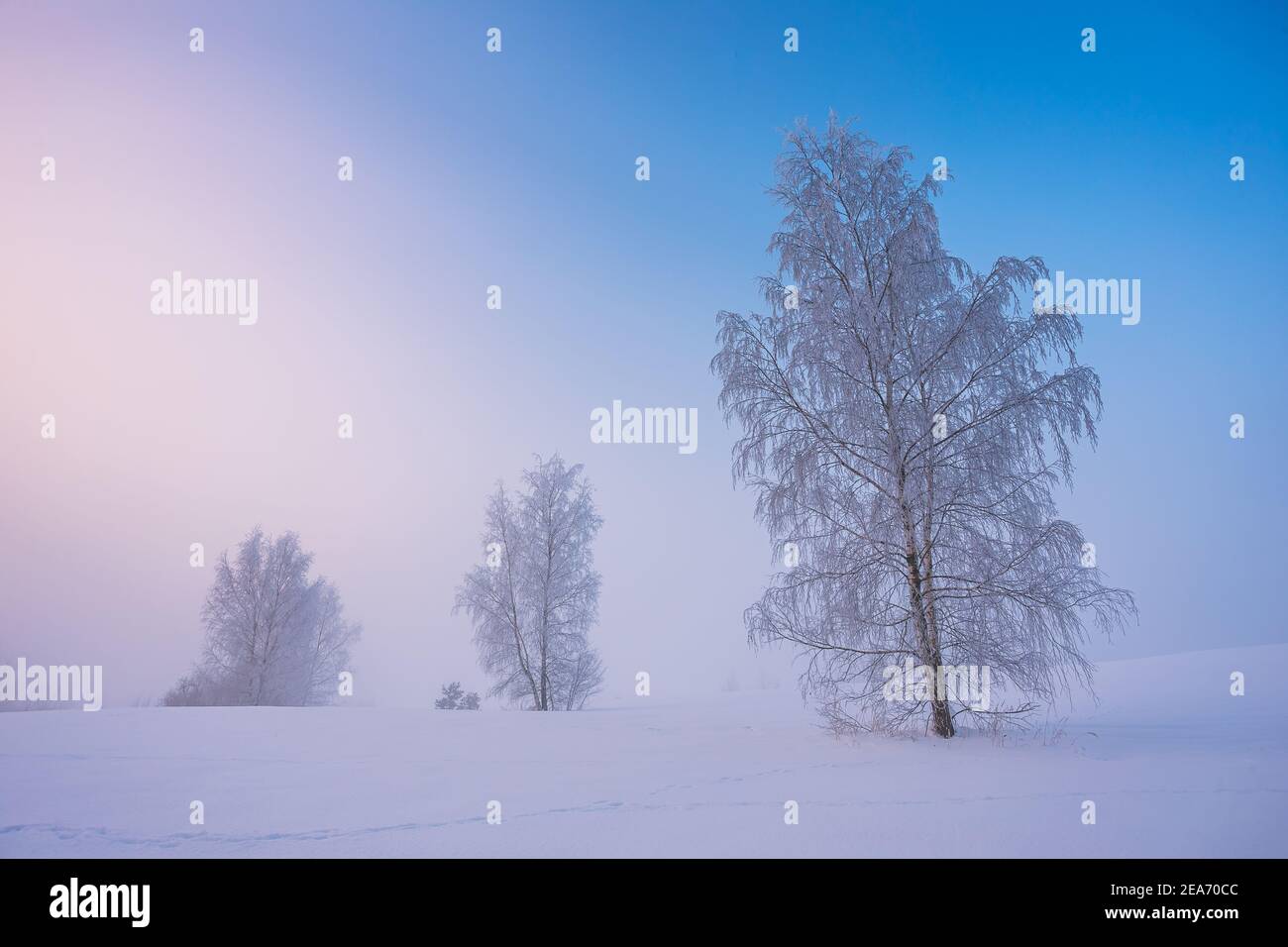 Winter landscape with fog and trees. Warm cold sunrise landscape Stock ...