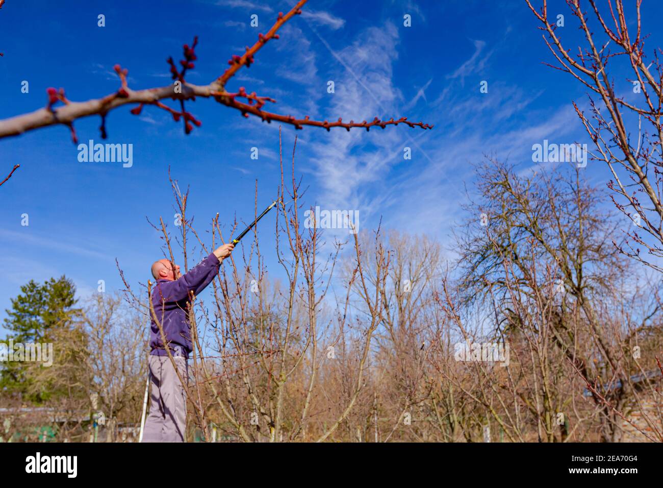 Farmer is pruning branches of fruit trees in orchard using loppers at ...