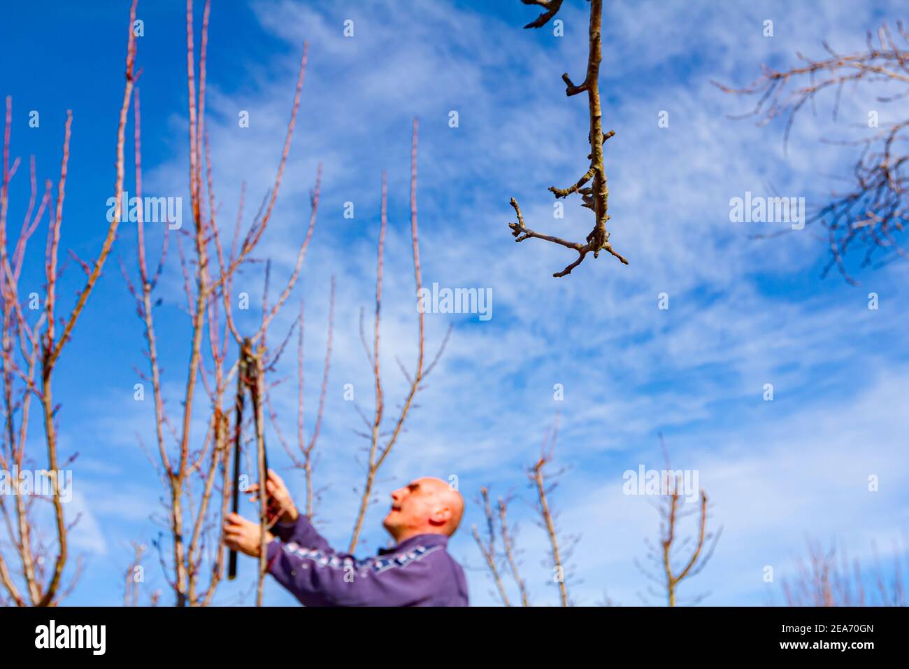 Elderly farmer, gardener is pruning branches of fruit trees using long ...