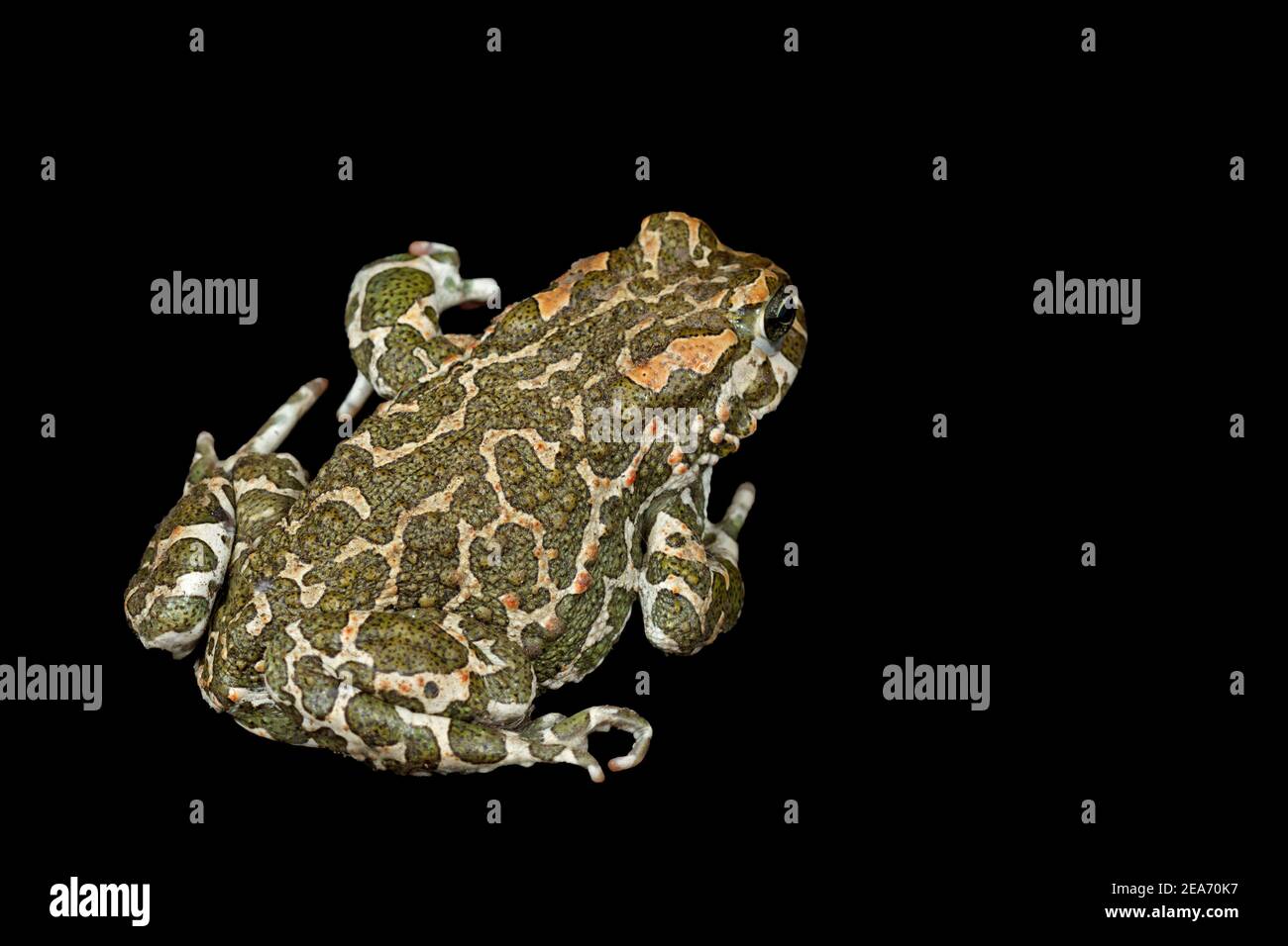 European green toad isolated on a black background (Bufotes viridis ...
