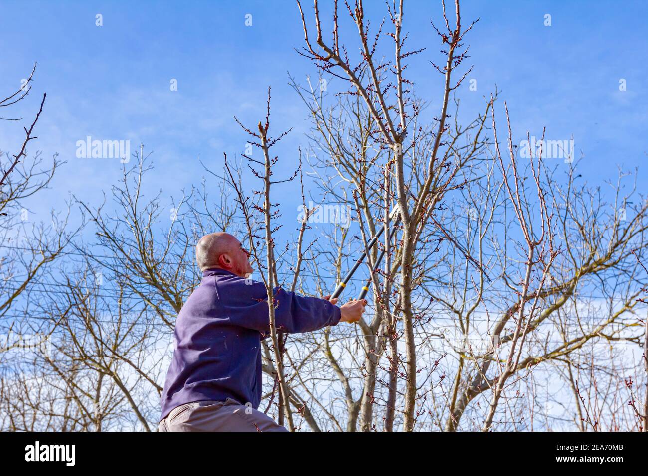 Elderly farmer, gardener is pruning branches of fruit trees using long ...
