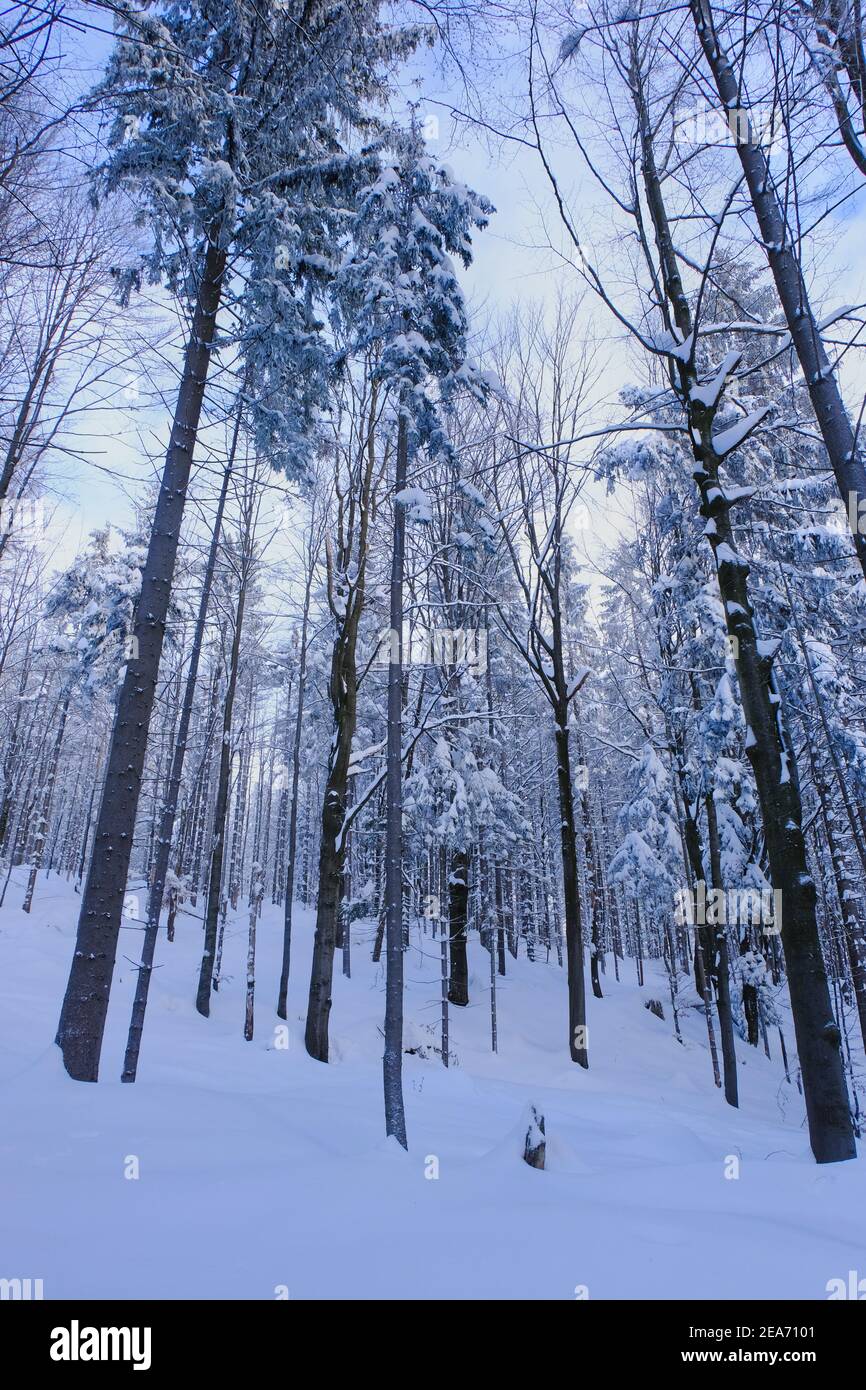 Snowfall in Poland. Forest covered with snow Stock Photo - Alamy