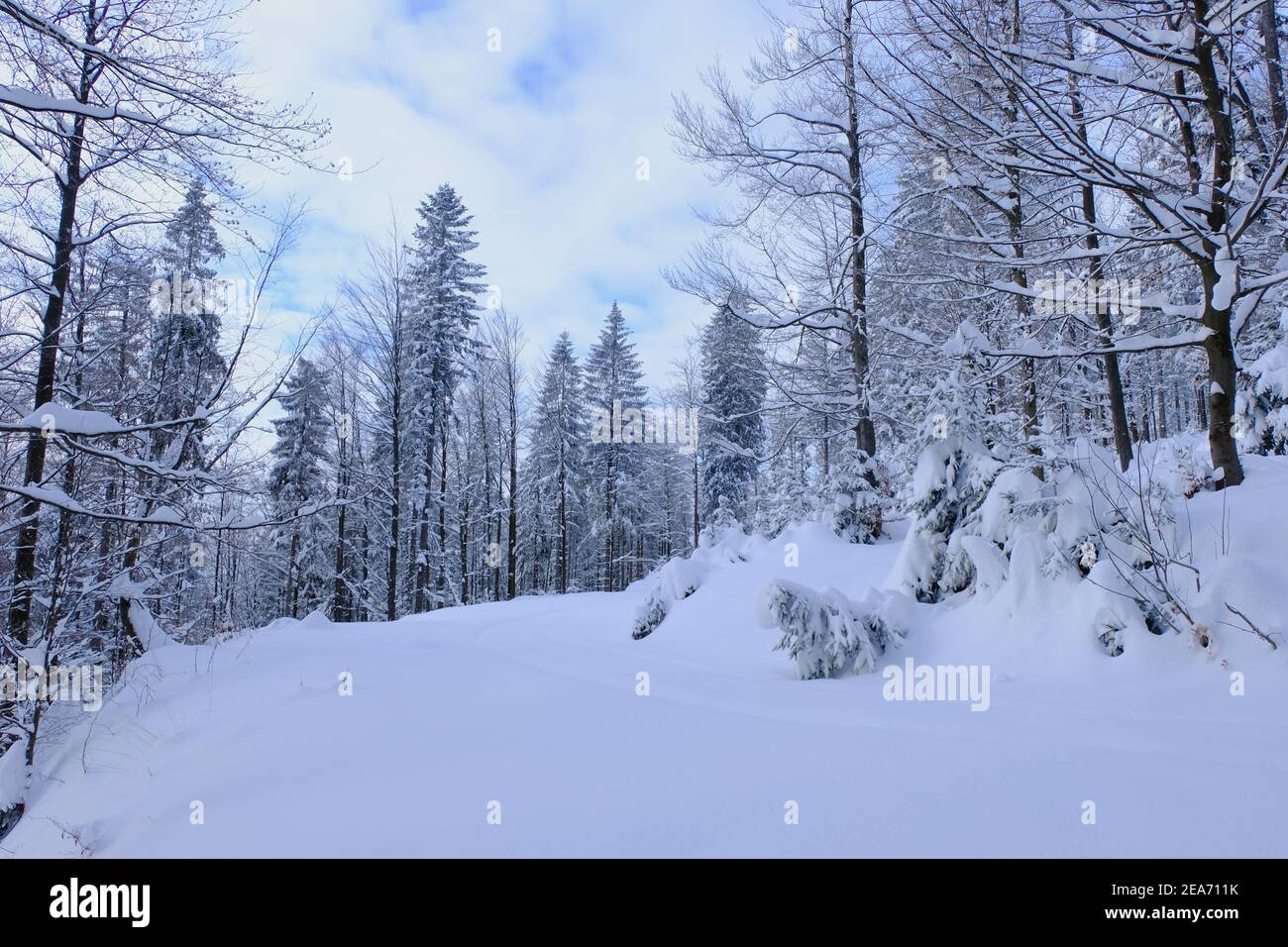 Snowfall in Poland. Forest covered with snow Stock Photo - Alamy