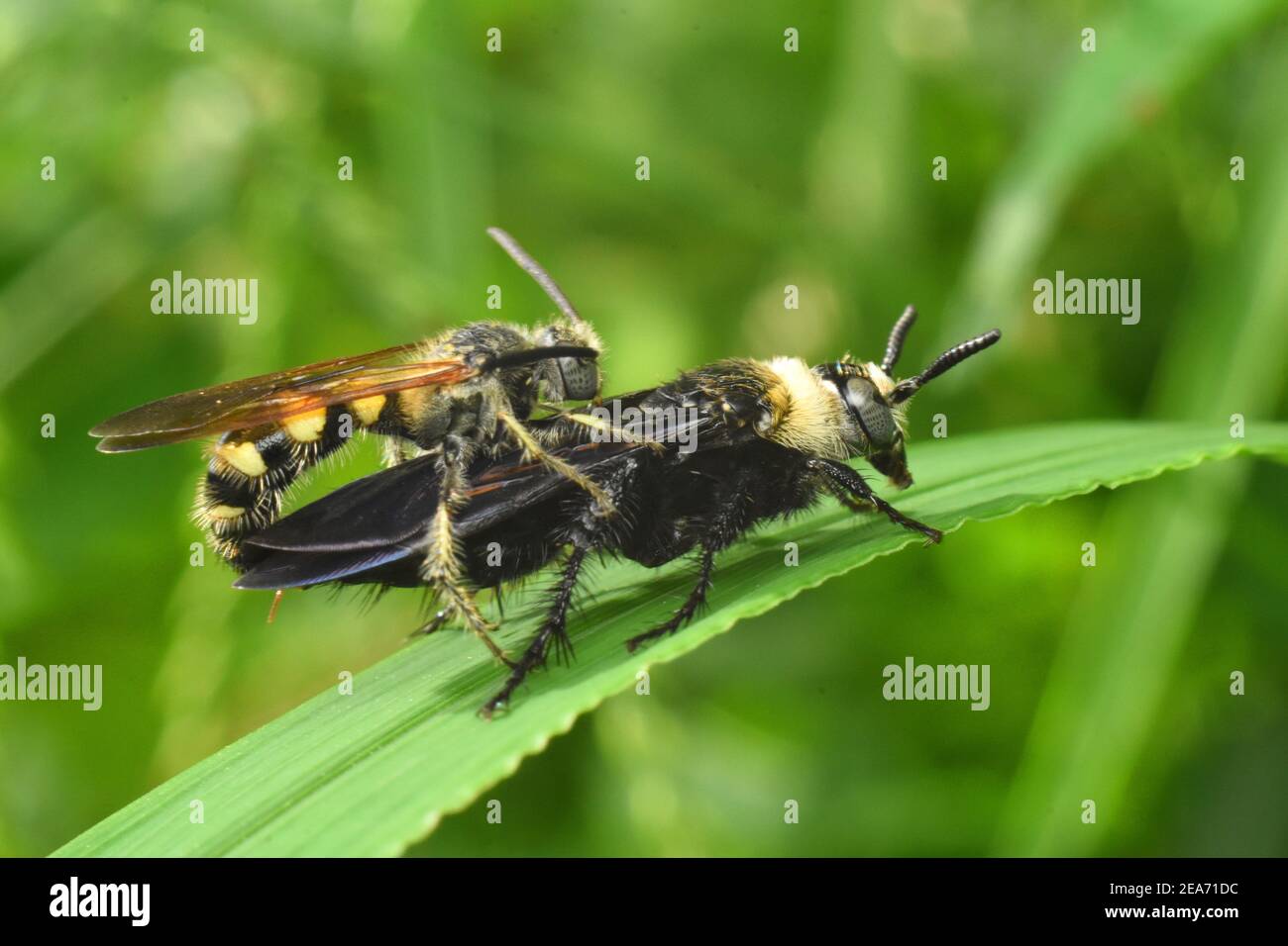 Mating bees hi-res stock photography and images - Alamy