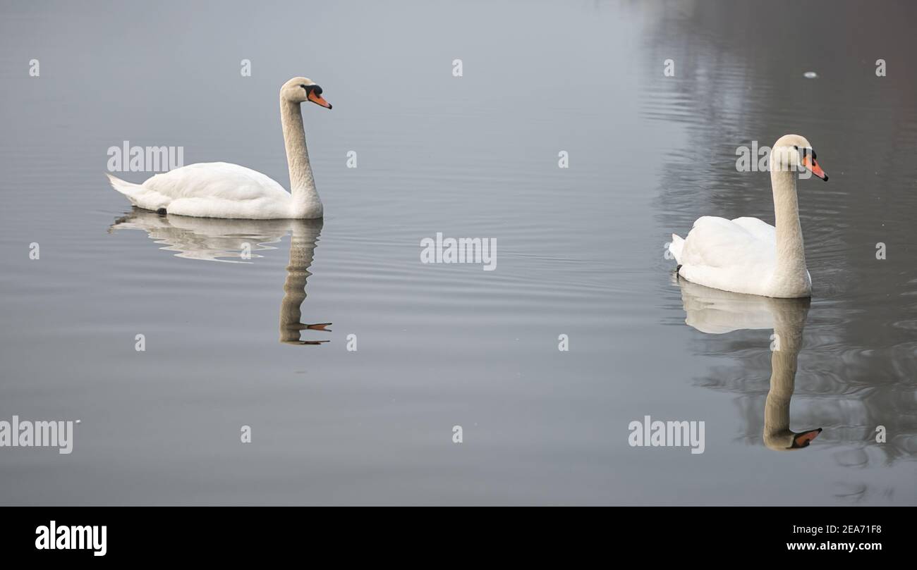Hamsa swan hi-res stock photography and images - Alamy