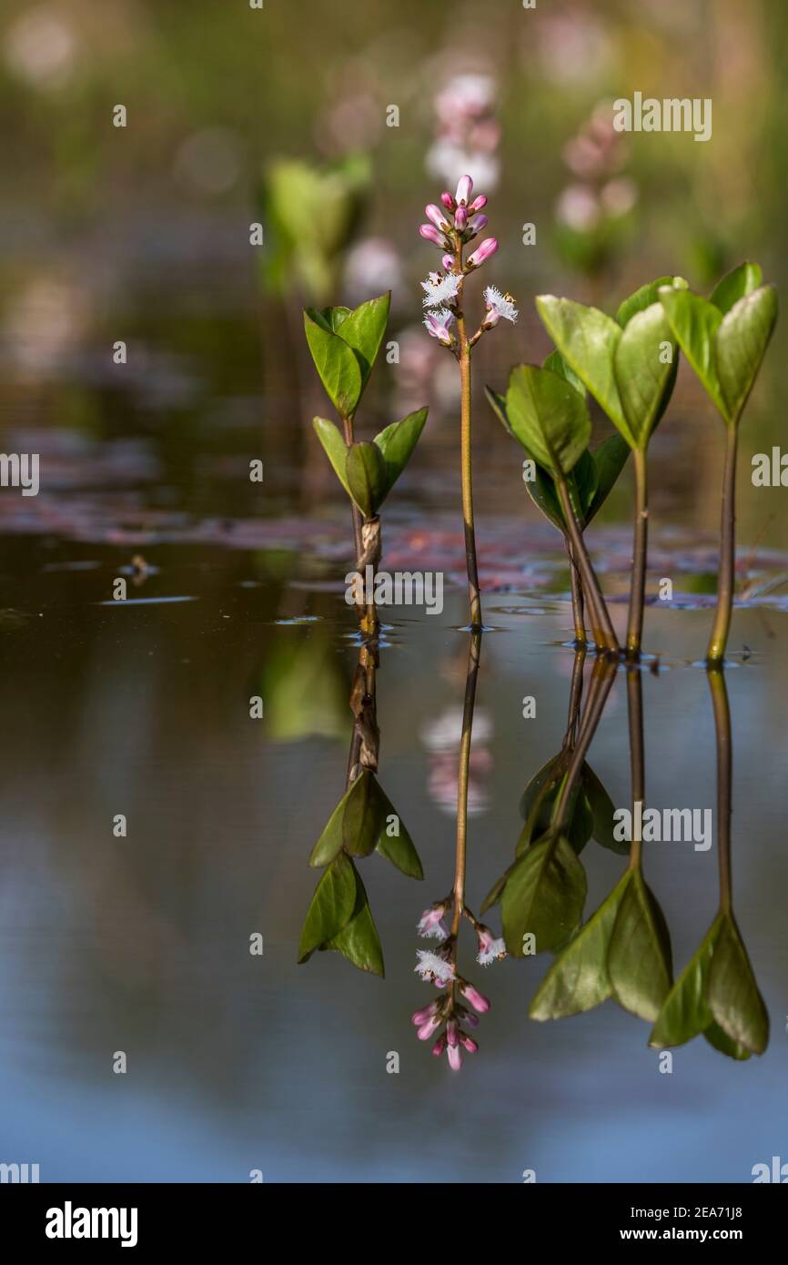 Bogbean uk hi-res stock photography and images - Alamy