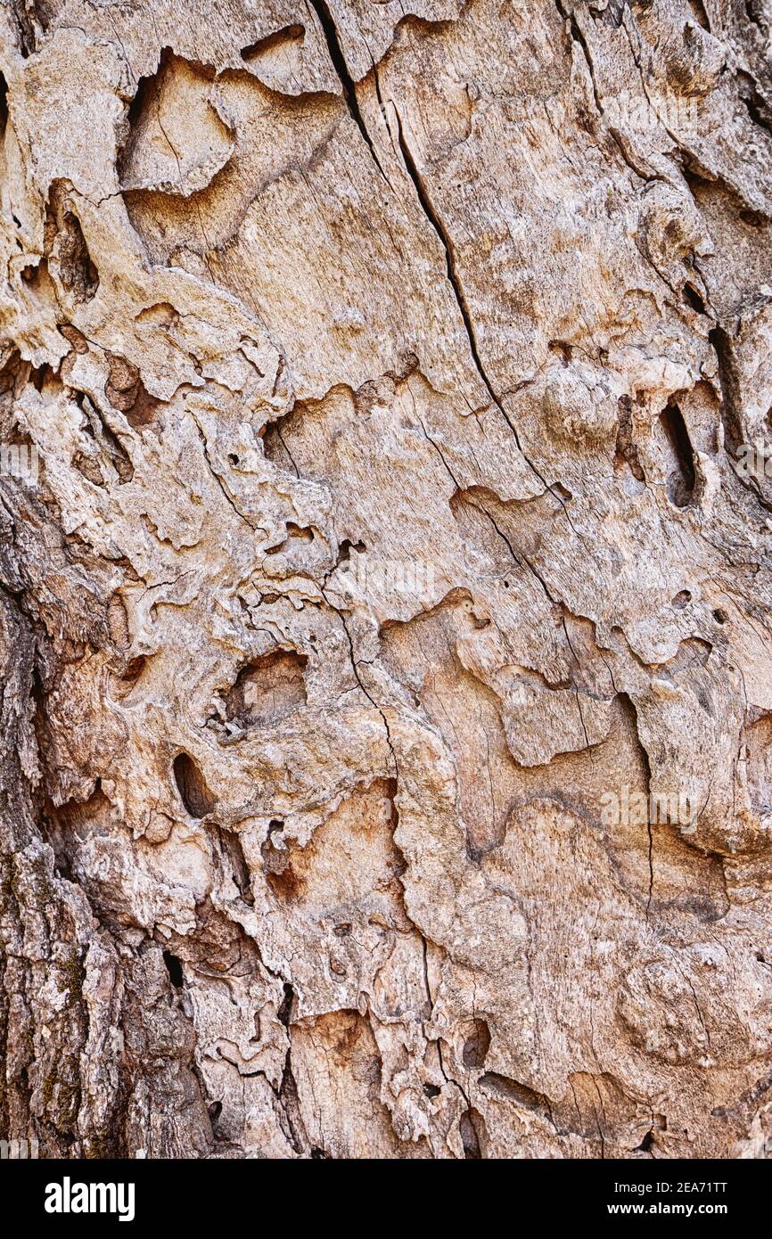 Pitted structure hi-res stock photography and images - Alamy