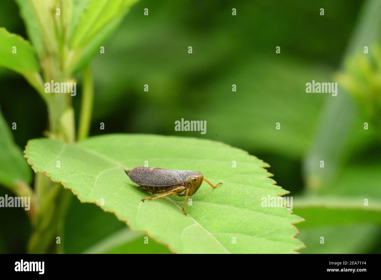 Froghopper lifecycle hi-res stock photography and images - Alamy