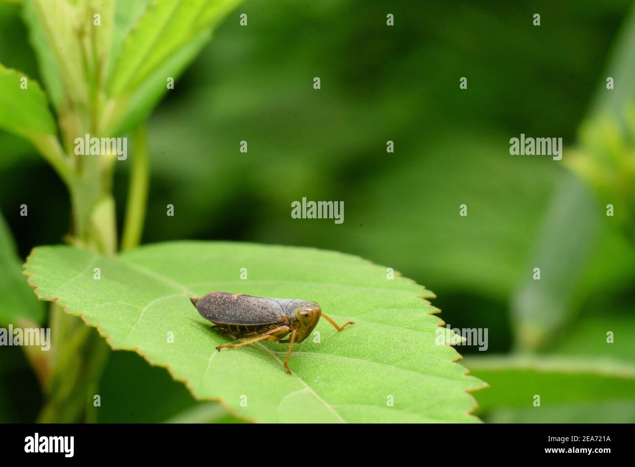 Froghopper larva in nature hi-res stock photography and images - Alamy