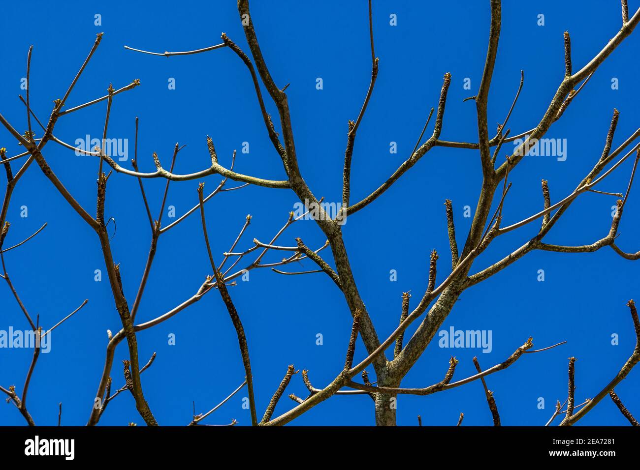 Low angle shot a tree without leaves under a clear blue sky Stock Photo ...