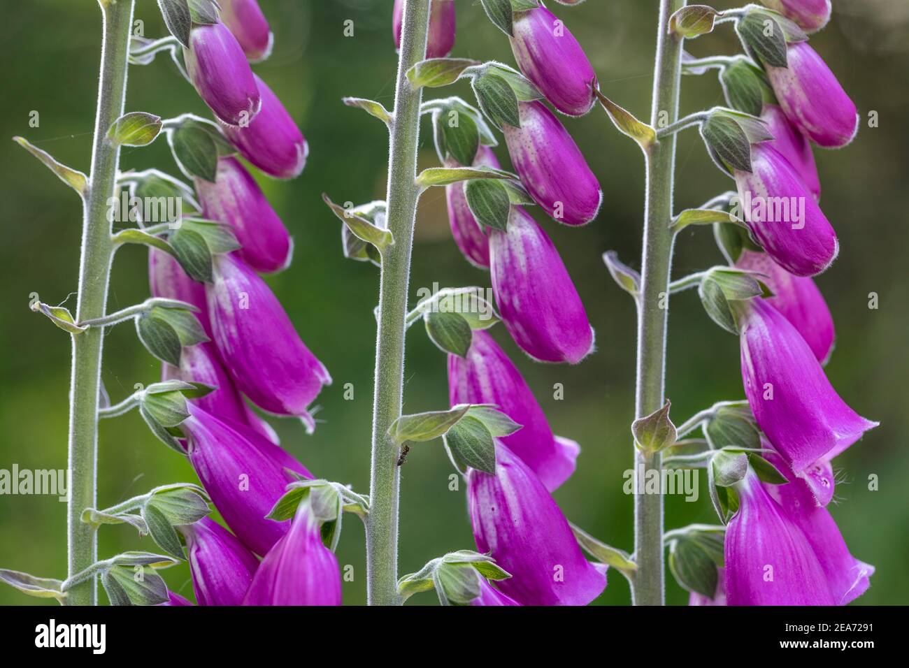 Foxglove; Digitalis purpurea; Flower; UK Stock Photo - Alamy