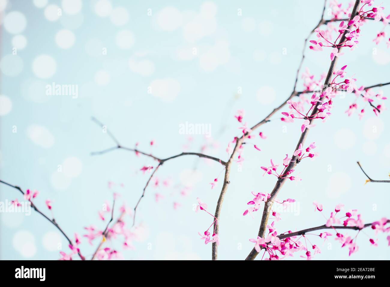 Abstract of peaceful spring flower blossoms of a Eastern Redbud, or the ...