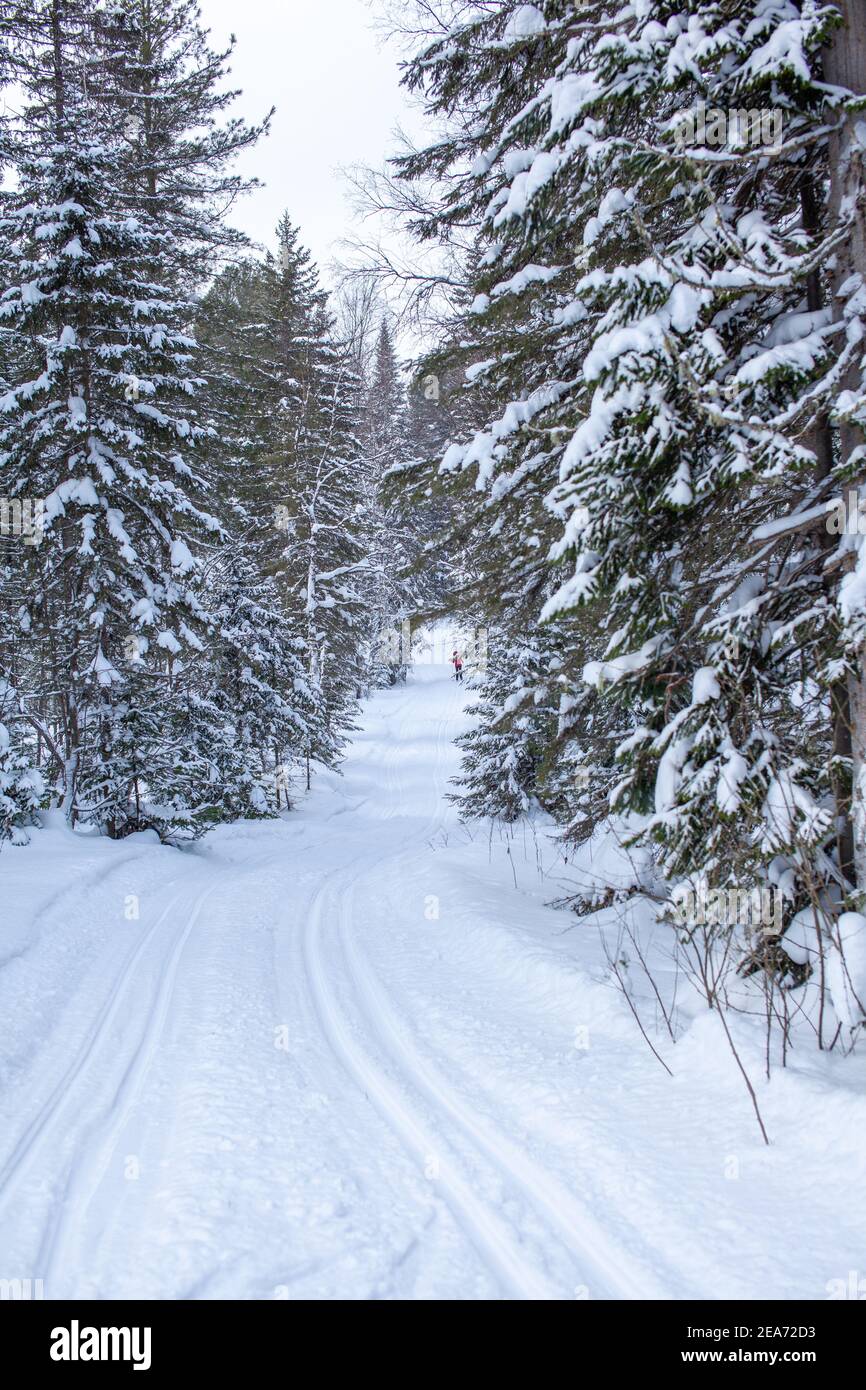 A walk through the winter forest. Snow trees and a cross-country ski ...