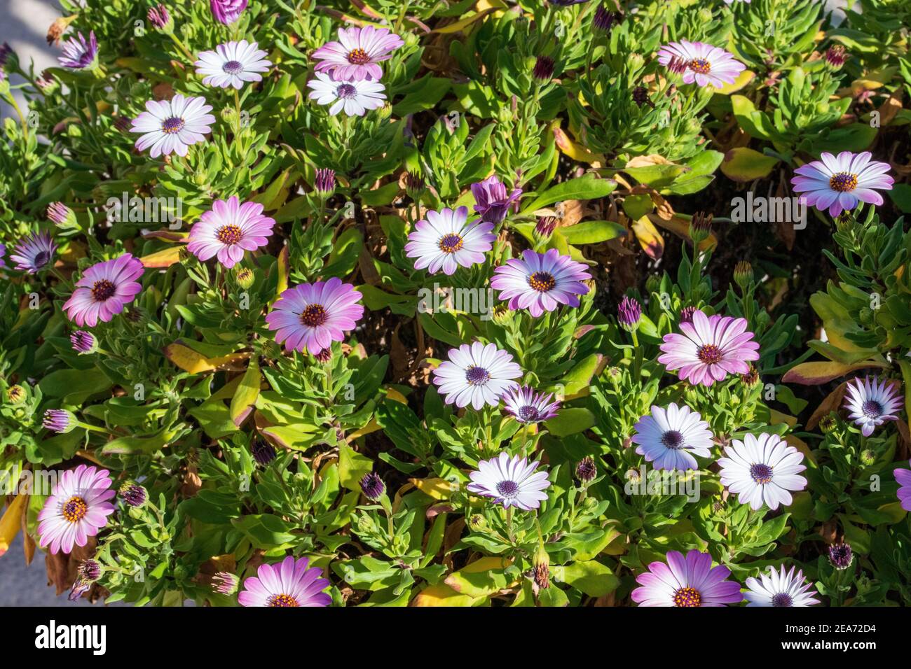 Dimorphotheca, South African daisy Flower Stock Photo - Alamy