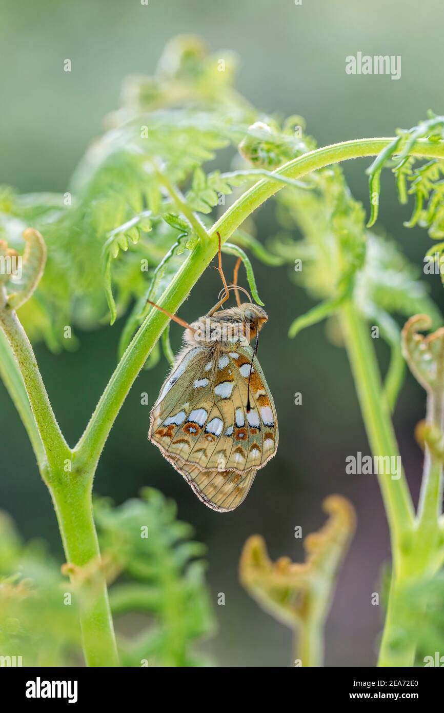 High Brown Fritillary Butterfly; Fabriciana adippe; Male; on Bracken ...