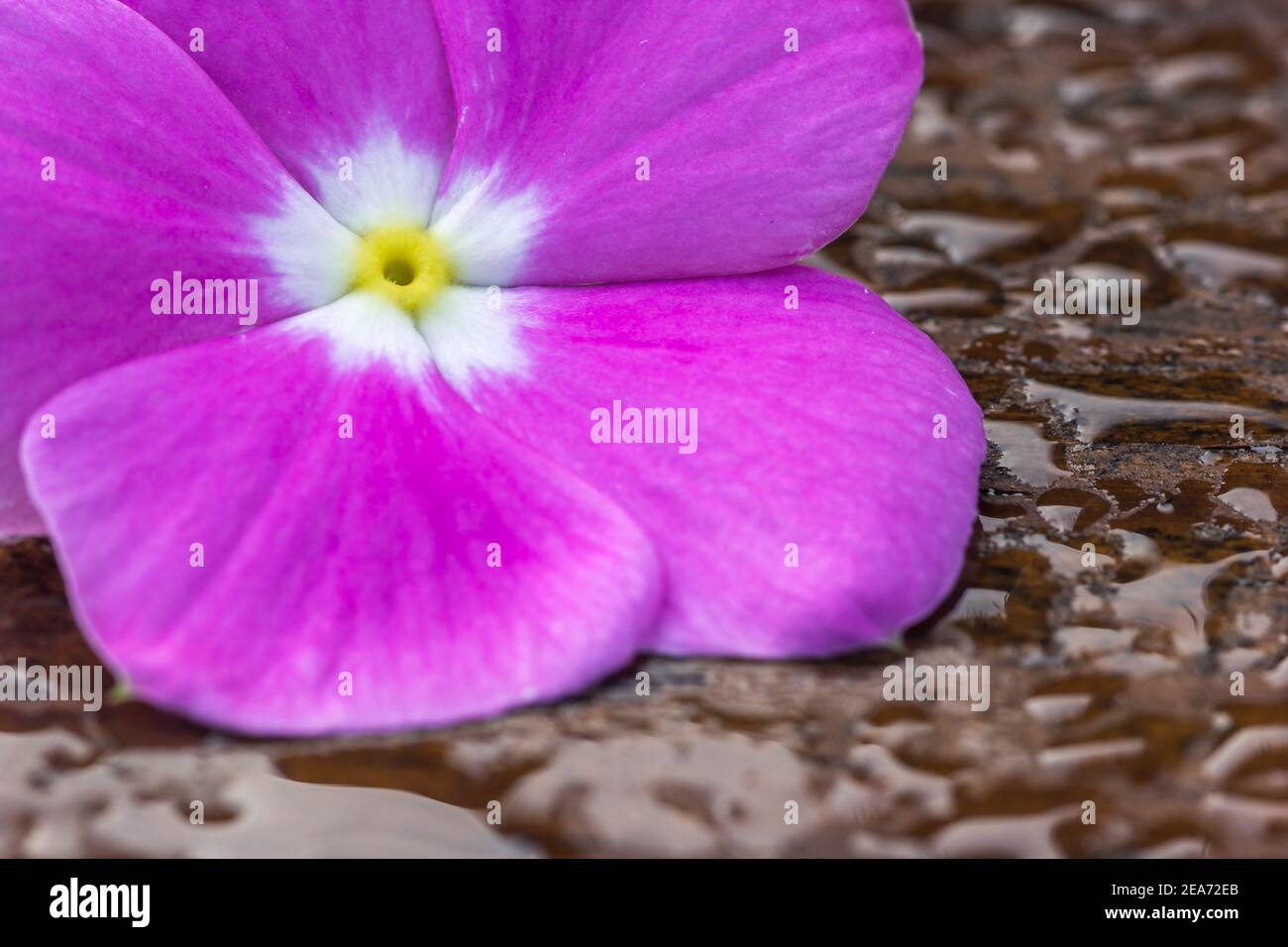 Purple drizzle hi-res stock photography and images - Alamy