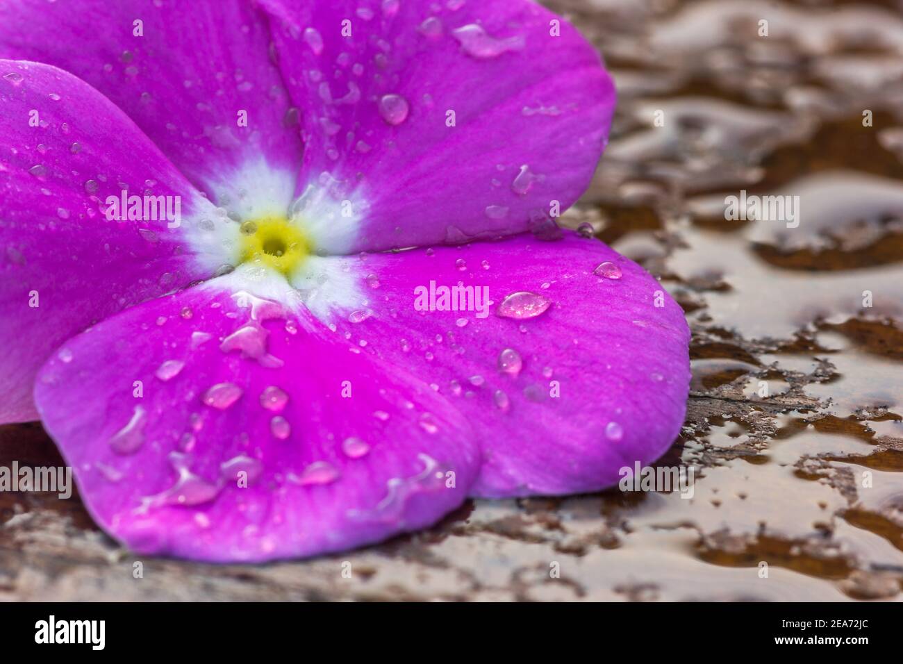 Purple Drizzle High Resolution Stock Photography and Images - Alamy