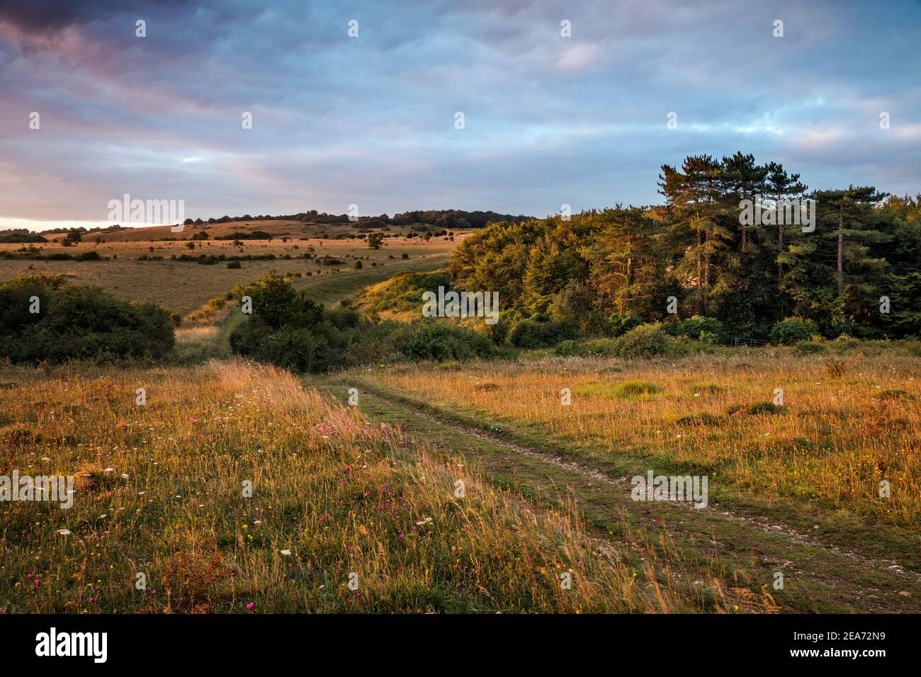 Martin reserve hi-res stock photography and images - Alamy