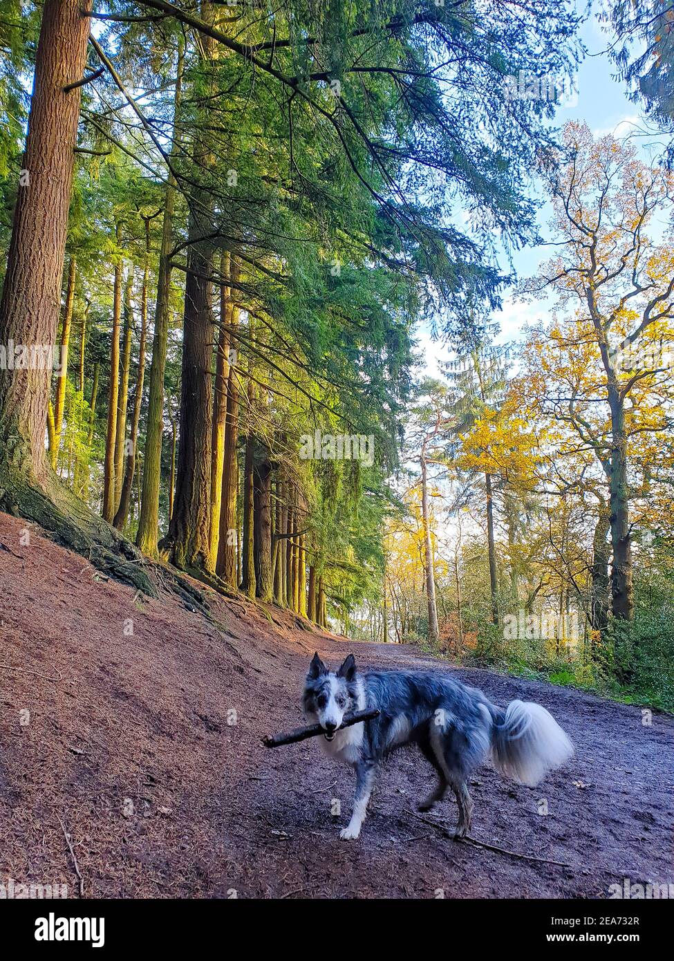 Blue Merle Border Collie Dog in Lickey Hills Country Park in Autumn ...