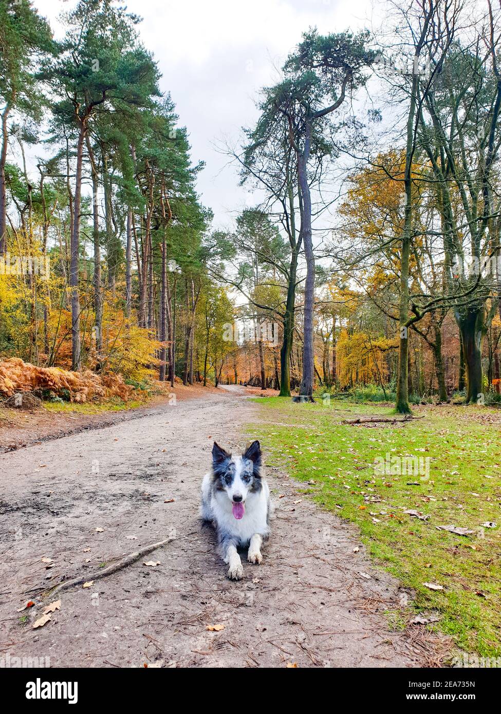 Lickey hills country park autumn hi-res stock photography and images ...