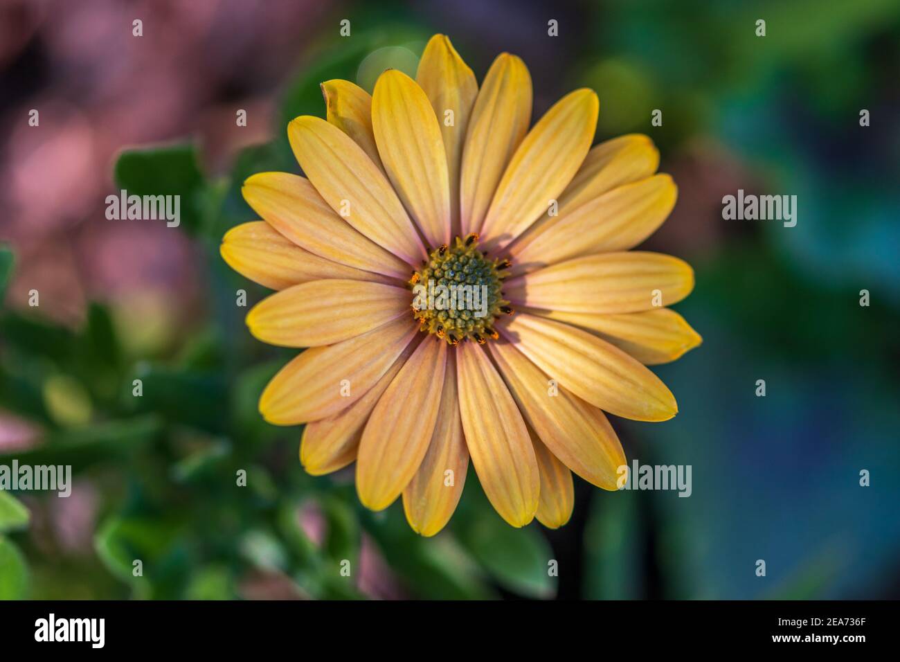 Dimorphotheca, South African daisy Flower Stock Photo - Alamy