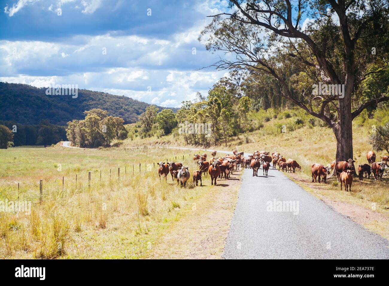 Muswellbrook nsw hi-res stock photography and images - Alamy
