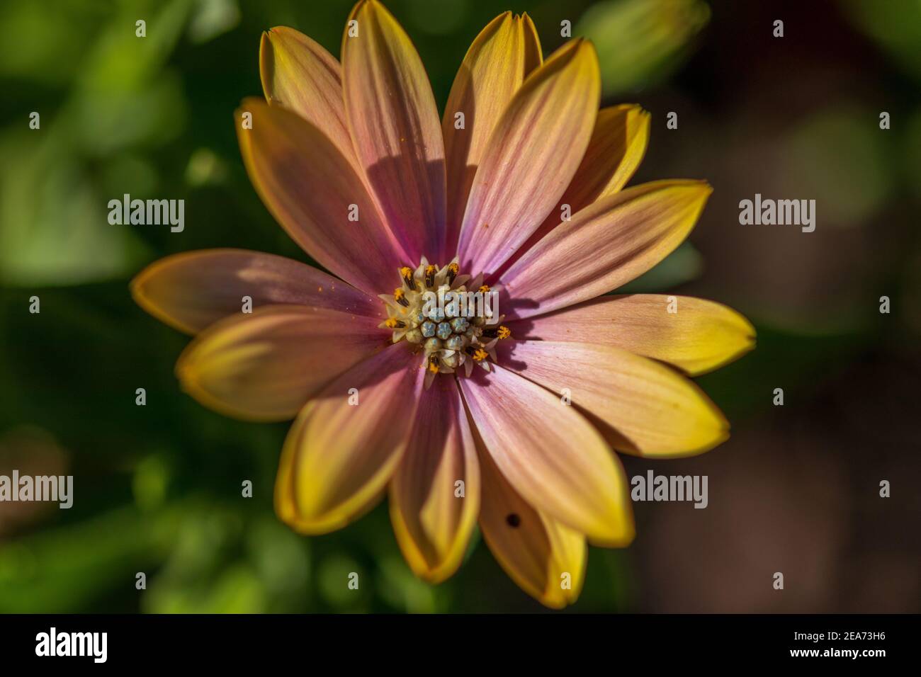 Dimorphotheca, South African daisy Flower Stock Photo - Alamy