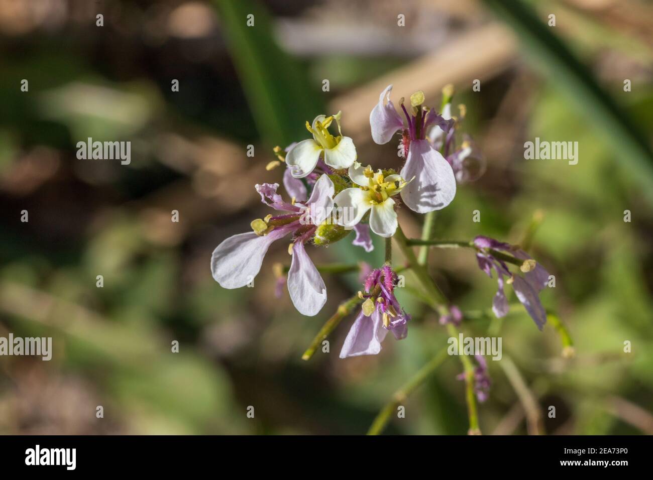 Annual wallrocket hi-res stock photography and images - Alamy