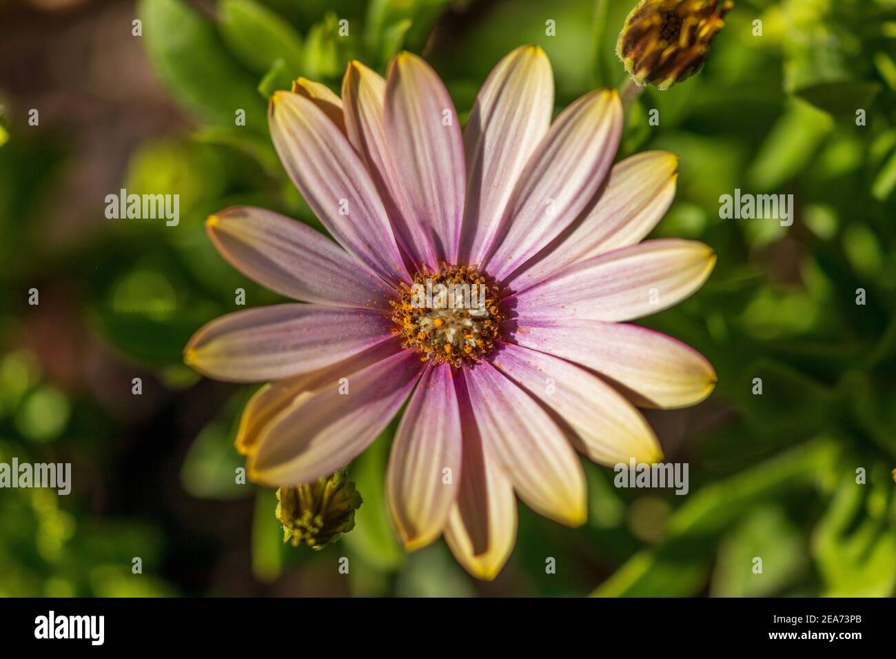 Dimorphotheca, South African daisy Flower Stock Photo - Alamy