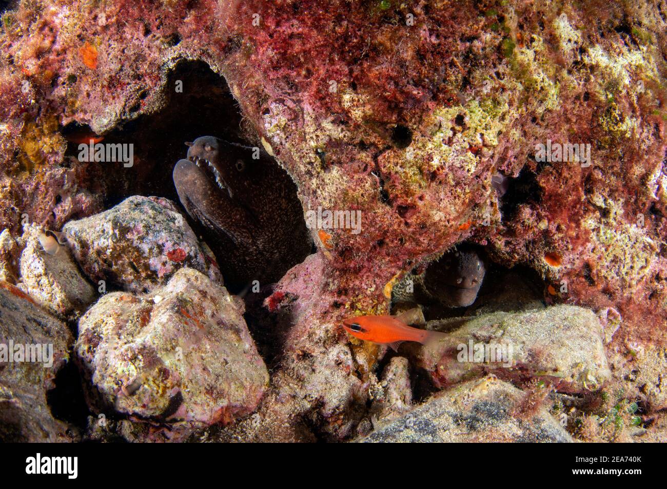 Mediterranean moray (Muraena helena), also known as the Saint Helena ...
