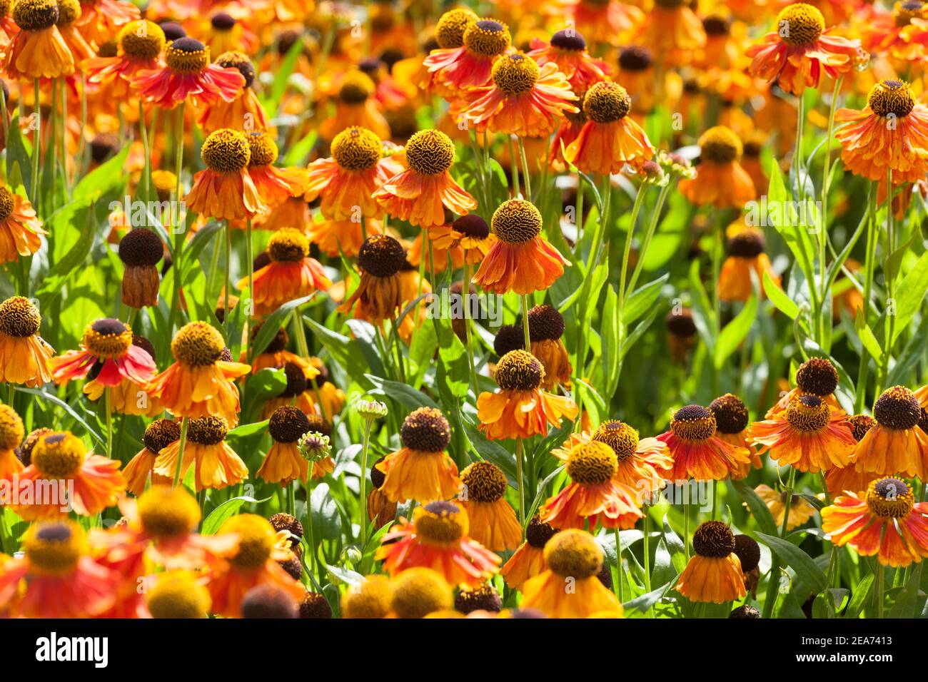 orange Helenium sahin's early Stock Photo - Alamy