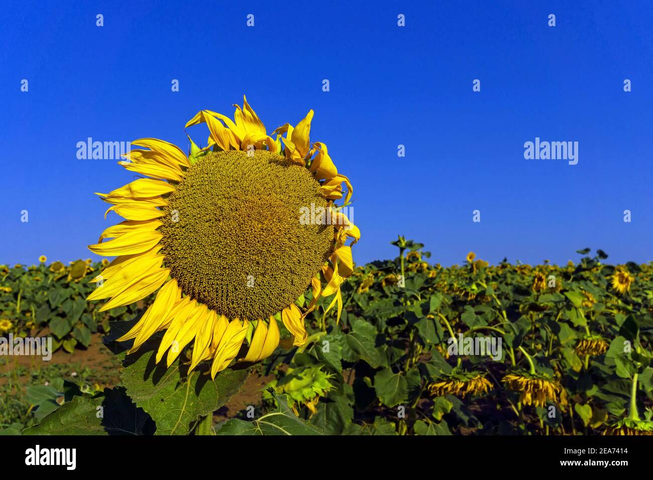 One big sunflower hi-res stock photography and images - Alamy