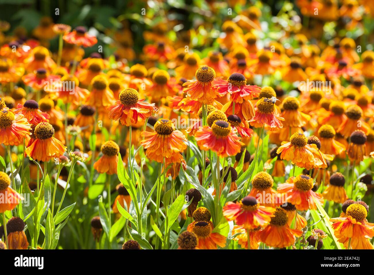 Sahins hi-res stock photography and images - Alamy