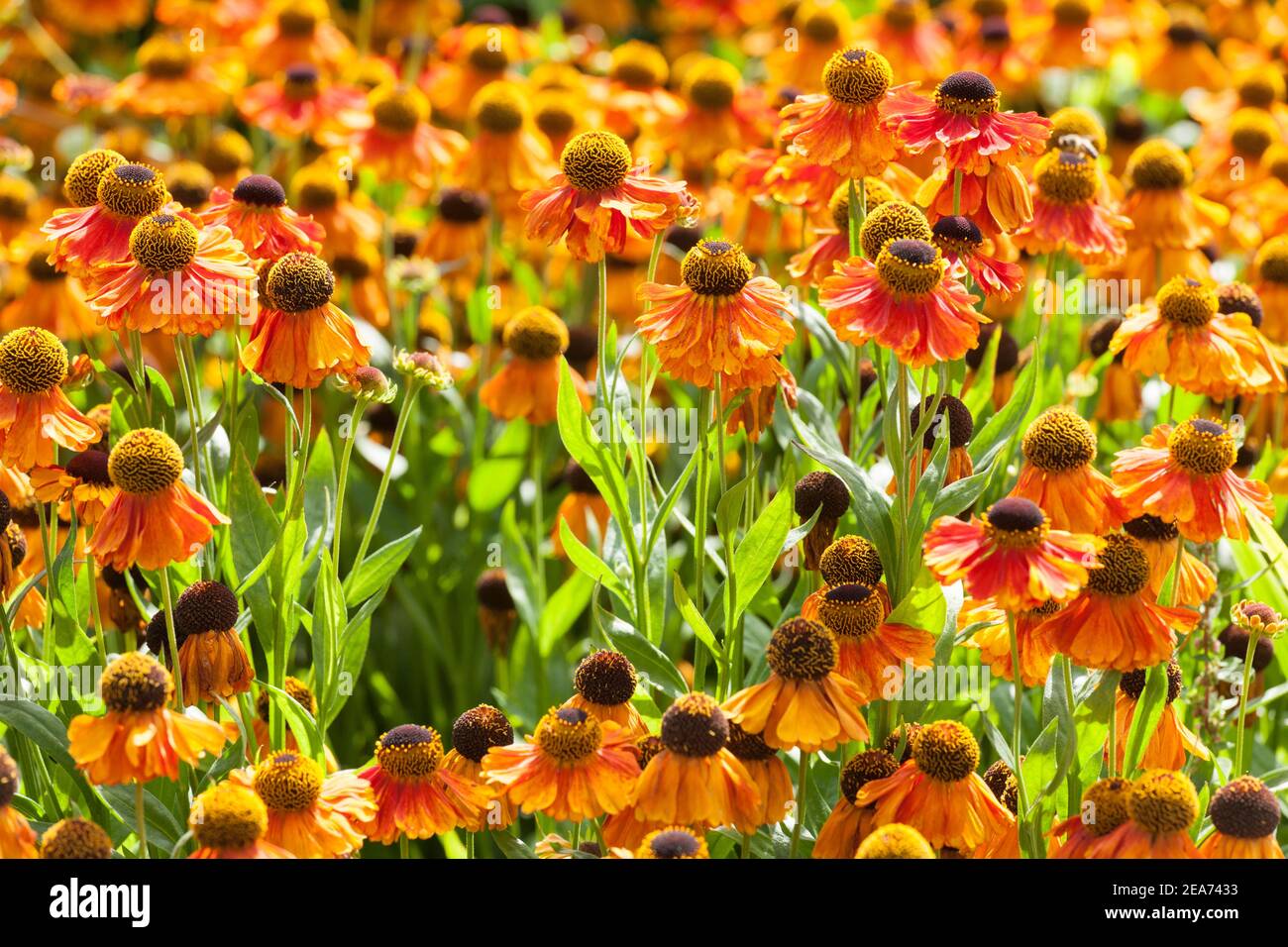 orange Helenium sahin's early Stock Photo - Alamy