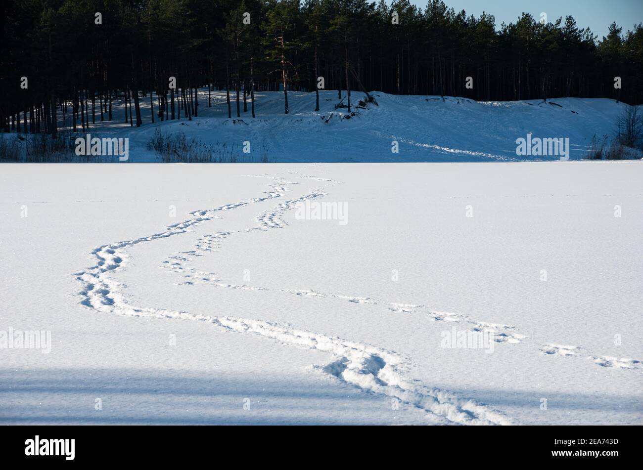 Winter on the lake with ice and lots of snow. Human footprints, white ...