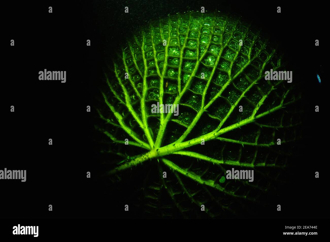 Floating water-lily leaf captured from underneath underwater Stock ...